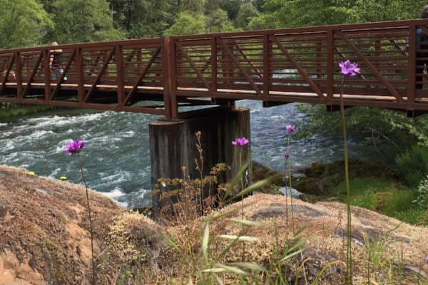 Spring Wildflowers | Eugene, Cascades & Oregon Coast