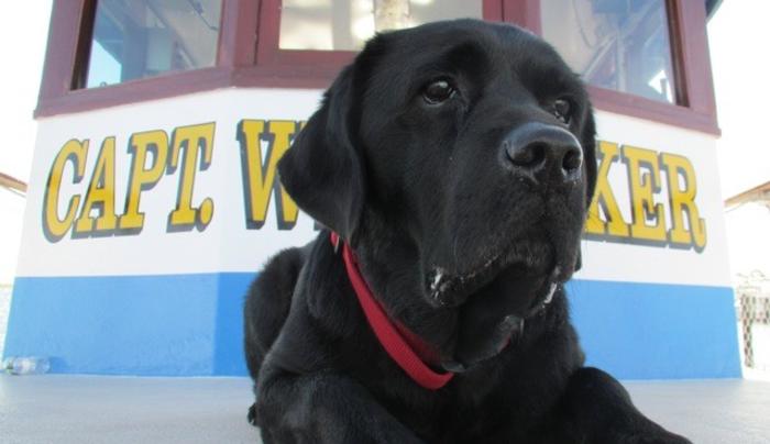 Captain Whittaker | Babylon, NY 11702