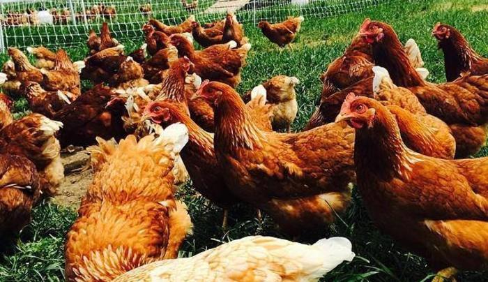 Browder's Birds Pastured Poultry Farm | Mattituck, NY 11952