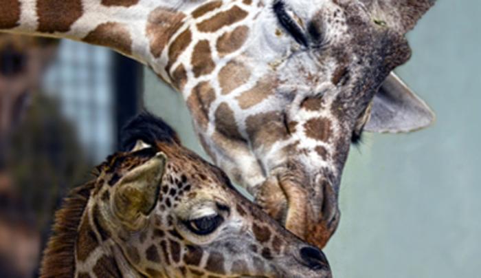 Buffalo Zoo | Buffalo, NY 14214