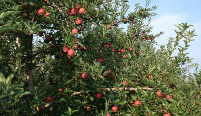 Golden Harvest Farms | Valatie, NY 12184