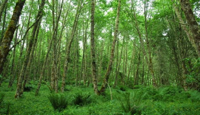Pack Demonstration Forest SUNY-ESF | Warrensburg, NY 12885