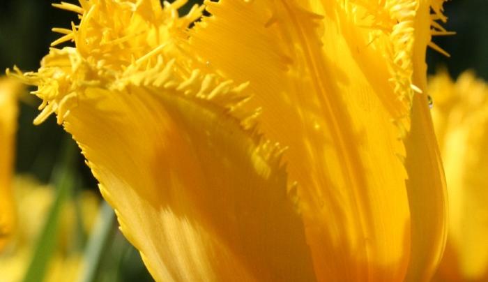 Spring Flowers In New York State | Best Flower Site