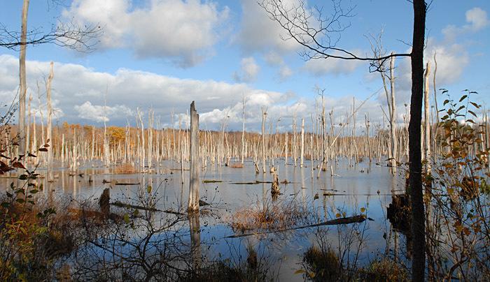 Sterling Nature Center | Sterling, NY 13156