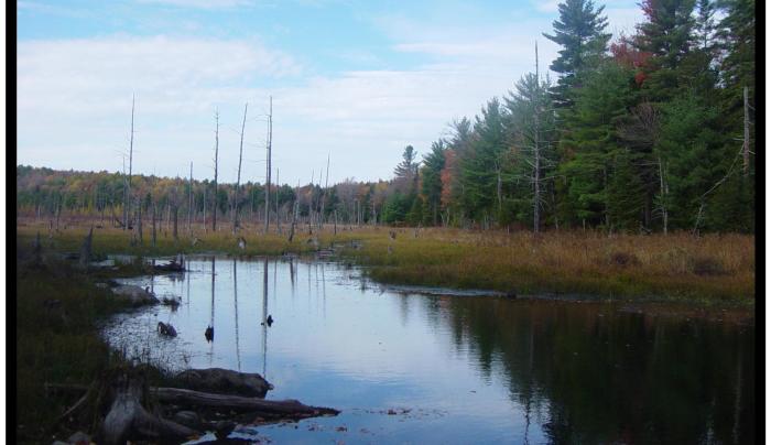 Dyken Pond Environmental Education Center | Cropseyville, NY 12052
