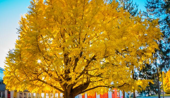 Cayuga Museum of History and Art | Auburn, NY 13021