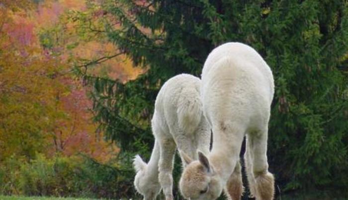 Autumn Hill Alpacas | Andover, NY 14806