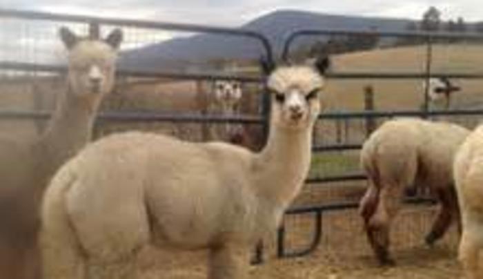Buck Brook Alpacas | Roscoe, NY 12776