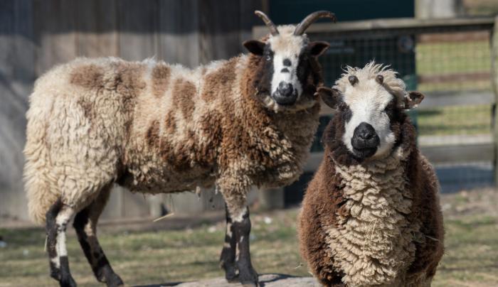 Queens Zoo | Queens, NY 11368