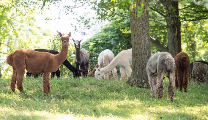Lazy Acre Alpacas | Bloomfield, NY 14469