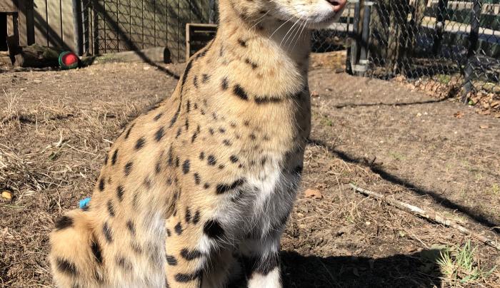 Long Island Game Farm - Wildlife Park and Children's Zoo | Manorville ...