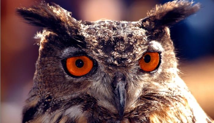 Beaver Lake Nature Center | Baldwinsville, NY 13027