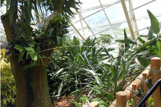 Fort Wayne Botanical Gardens Hours | Fasci Garden