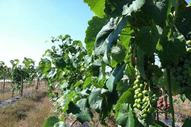 Country Heritage Winery and Vineyard