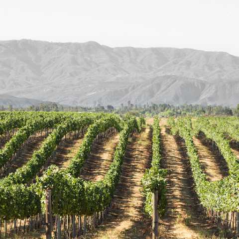 Ponte Family Estate Winery