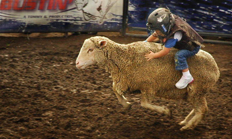 What's Your Rodeo IQ? | YMBL South Texas State Fair & Rodeo