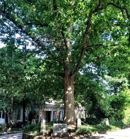 Hidden Gems: The Trees of Athens