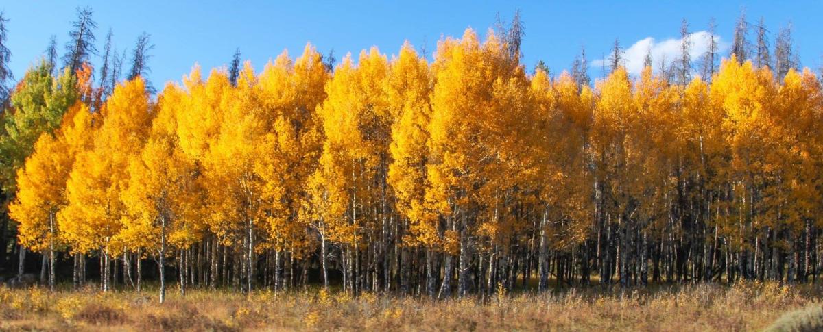 All About Aspens