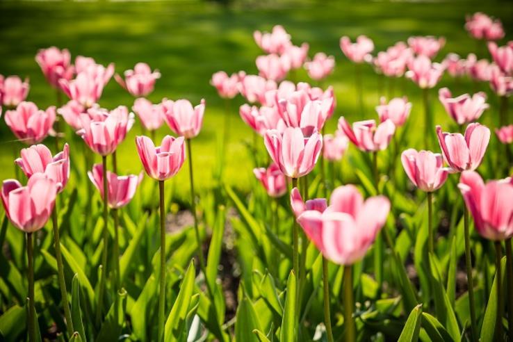 Spring Tulip Showcase