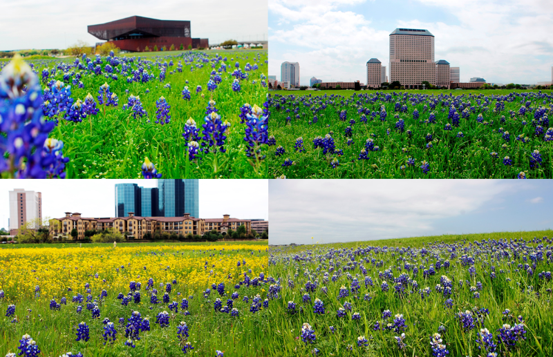 Bluebonnets in Irving, TX | Where to Find Wildflowers