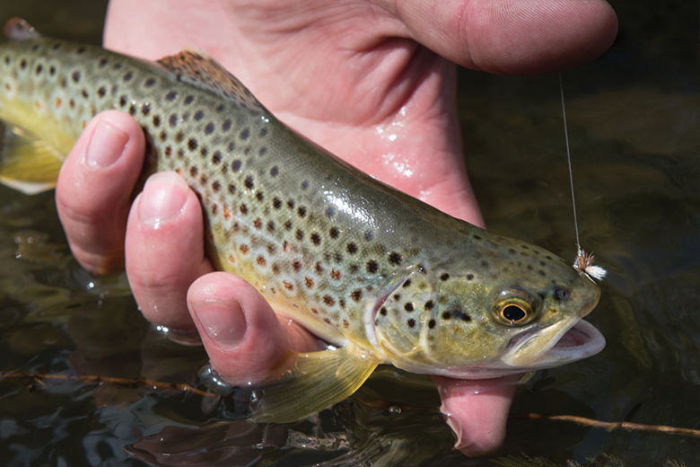 Top 5 New Mexico Fishing Spots | Lakes, Rivers & Streams | New Mexico True