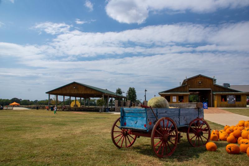 Pick your own Pumpkin at Tate Farms