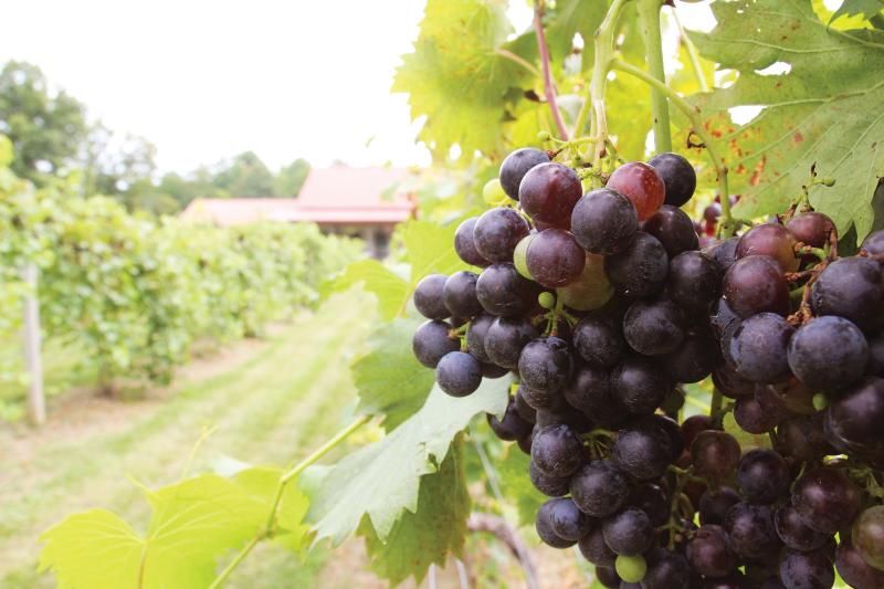 Brewed in Bloomington