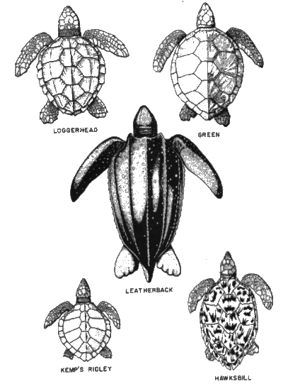 5 Types of Sea Turtles Found in OBX | Species Guide