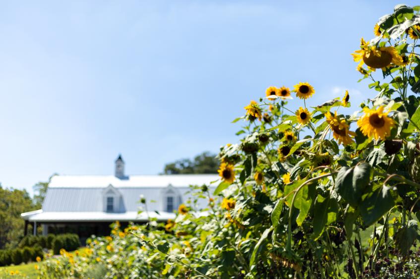 Sunflower Hill Farm | Augusta, MO 63332