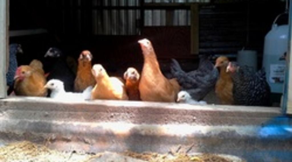 Feathered Fox Farm