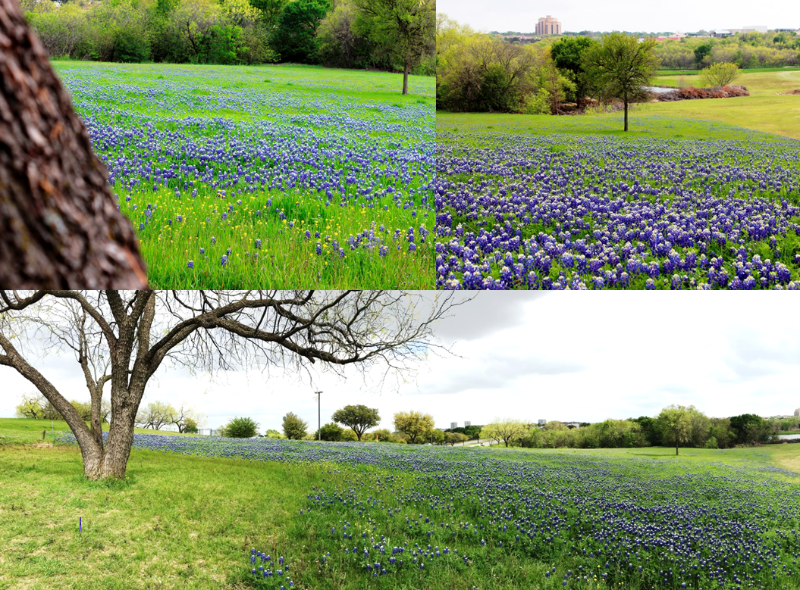 Bluebonnets in Irving, TX | Where to Find Wildflowers
