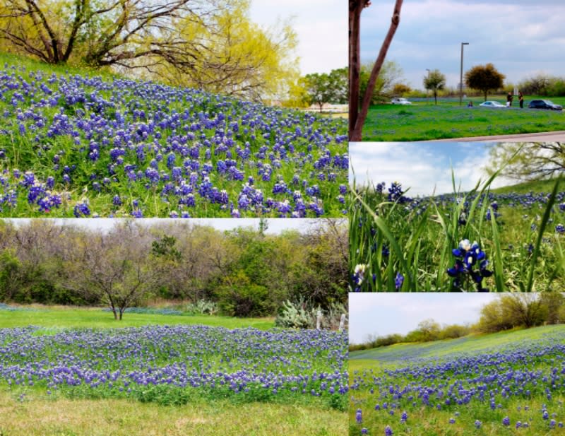 Bluebonnets in Irving, TX | Where to Find Wildflowers