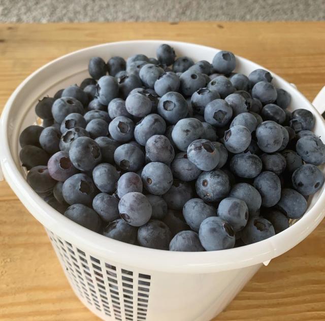 Wendell Blueberry Farm