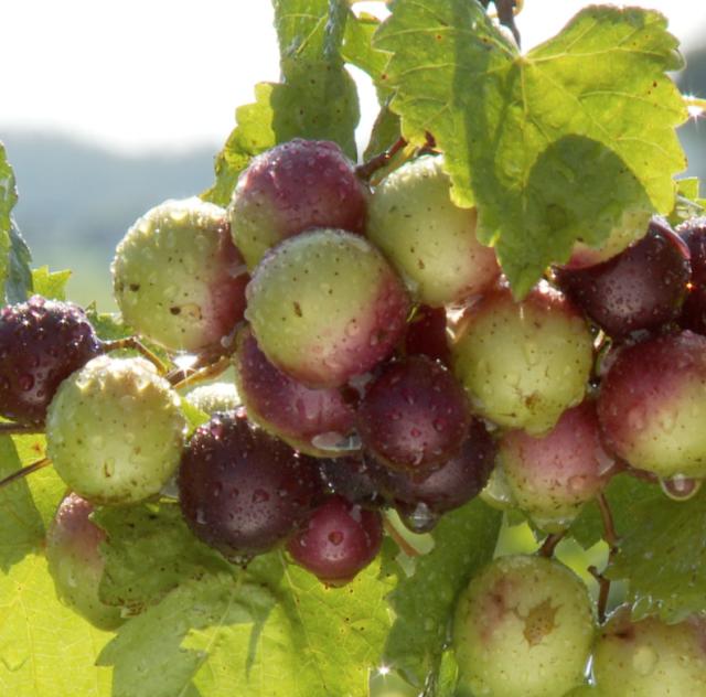 Hinnant Family Vineyards