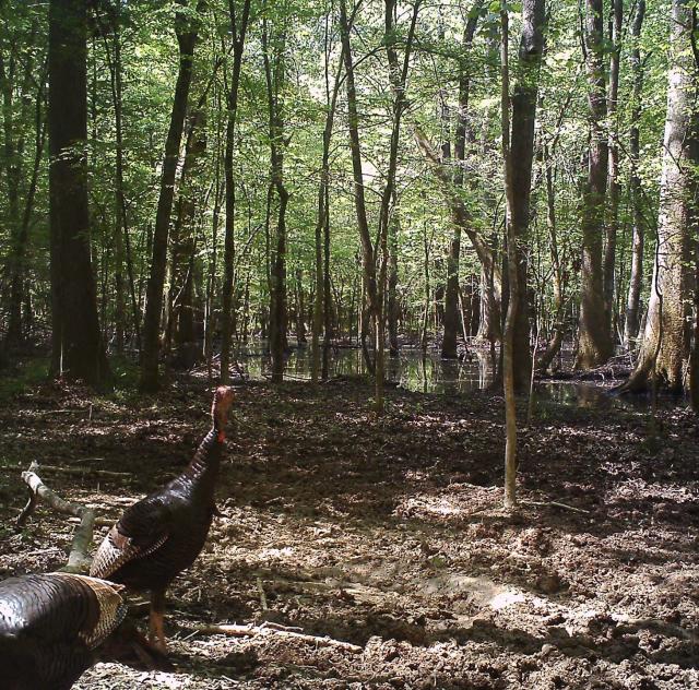 Carolina Razorback Outfitters