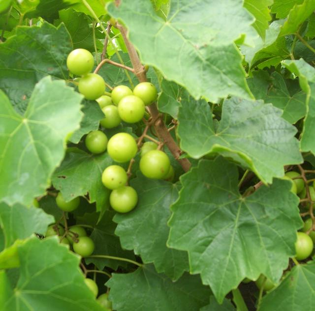 Hinnant Family Vineyards