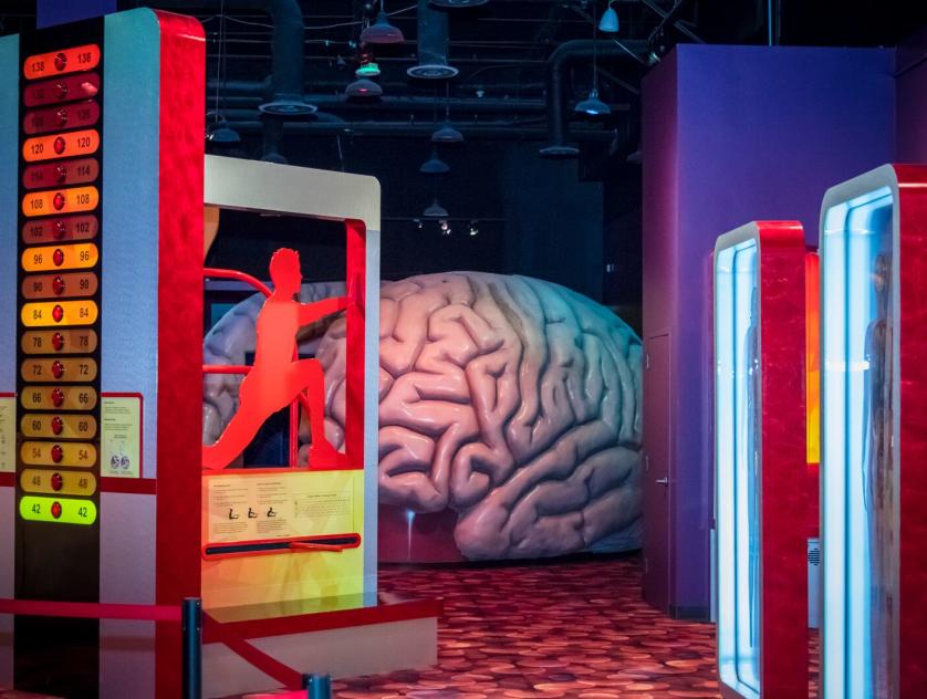 The Health Museum | Things To Do in Houston, TX 77004