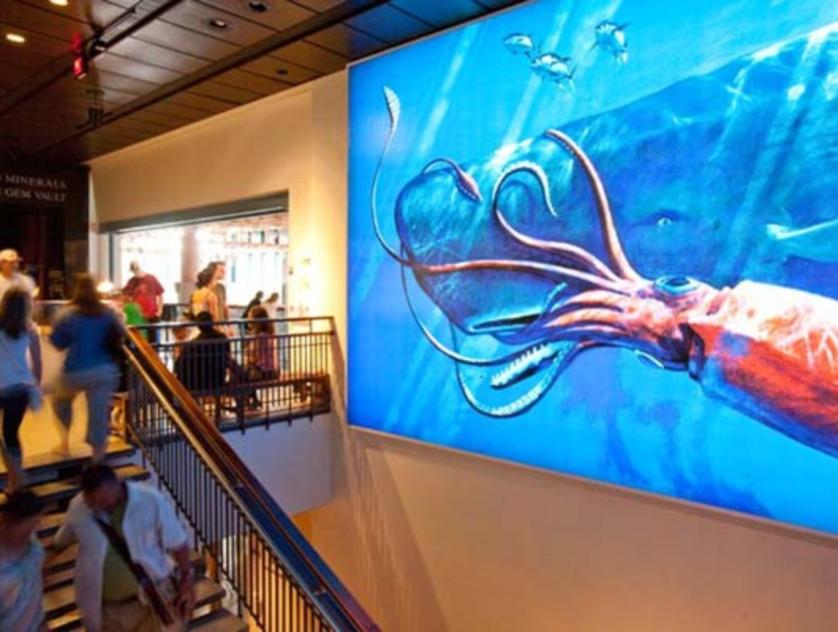 Houston Museum of Natural Science | Things To Do in Houston, TX 77030