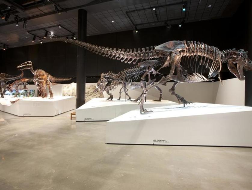 Houston Museum of Natural Science | Things To Do in Houston, TX 77030
