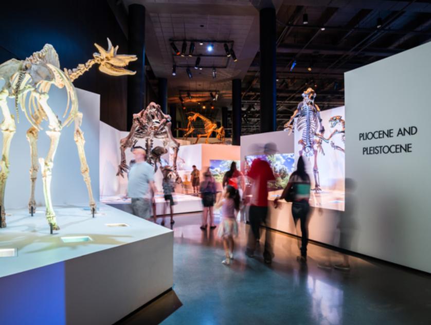 Houston Museum of Natural Science | Things To Do in Houston, TX 77030