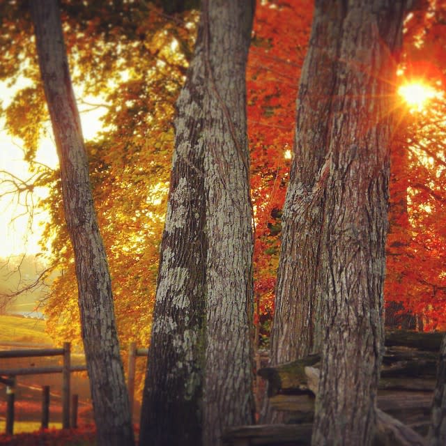 Fall Foliage | Virginia's Blue Ridge Mountains Photo Gallery