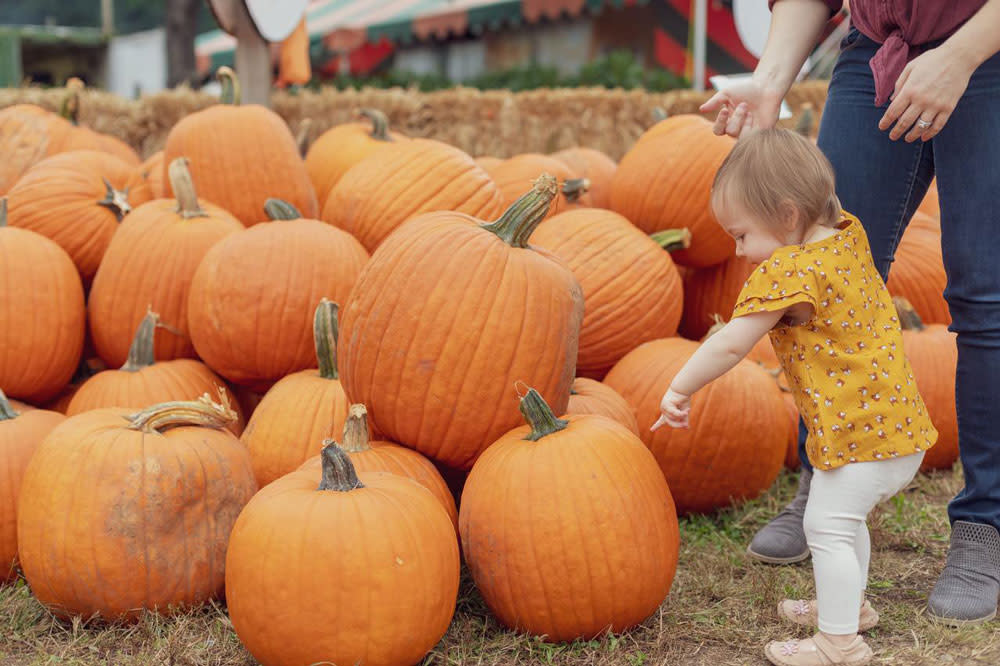 Best Pumpkin Patches for Fall 2020 | Fairfax County, VA