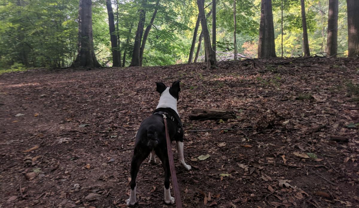 Dog Friendly Vacations in Lansing Michigan