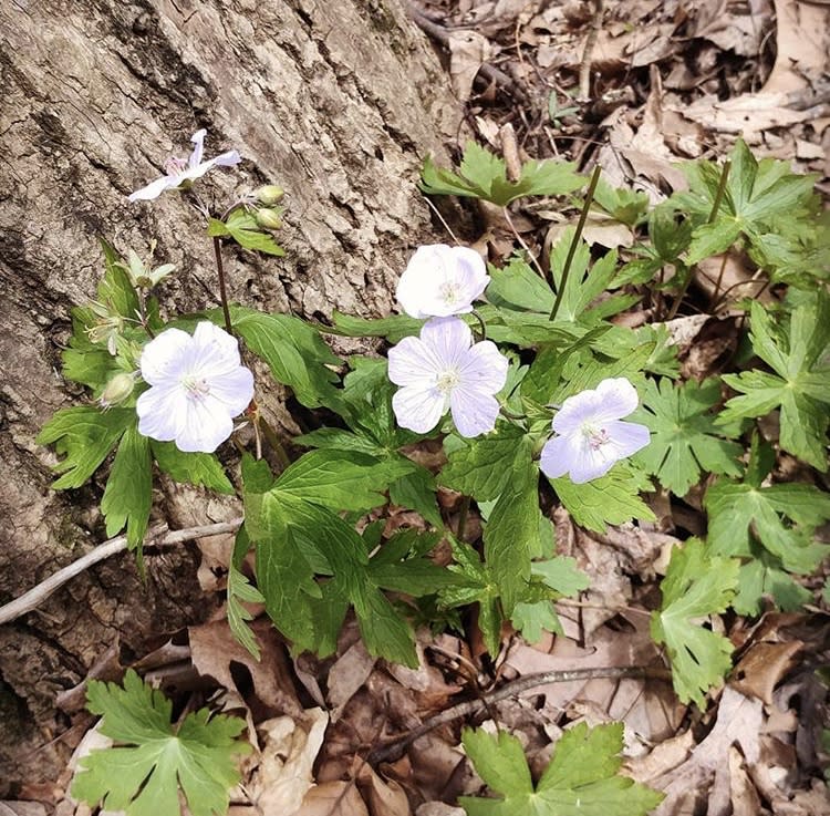 Wildflower Hikes in North Alabama