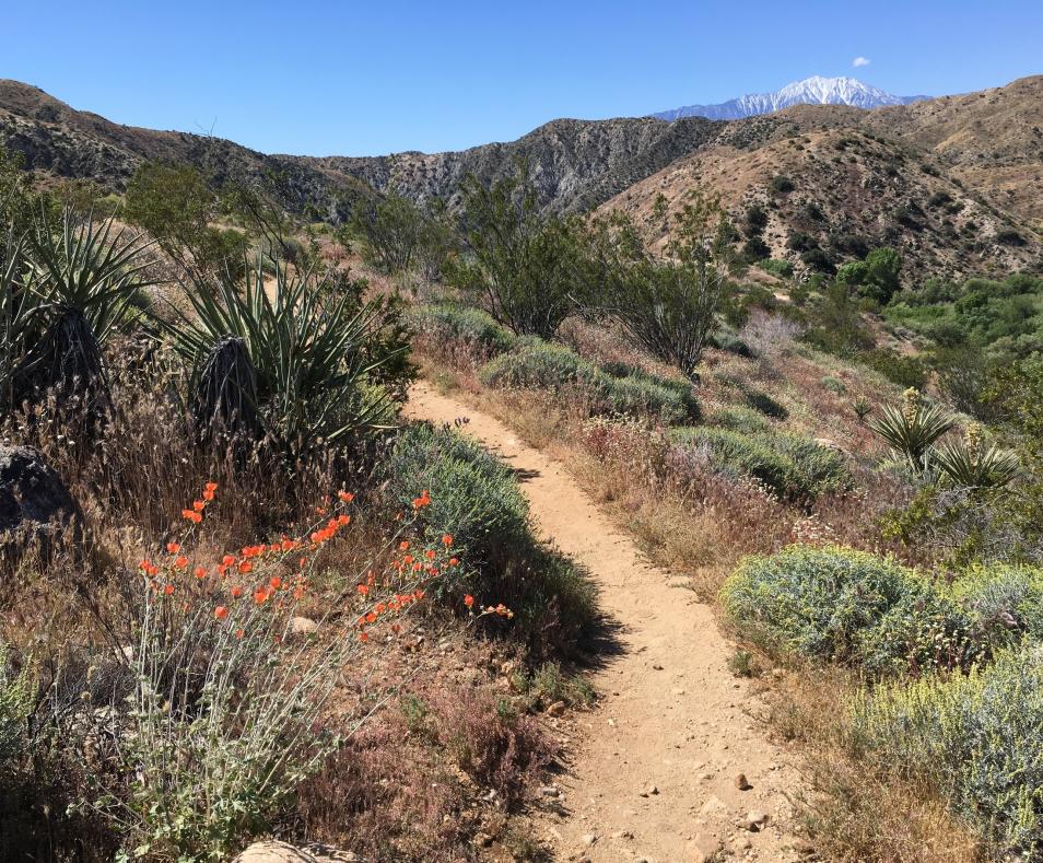Big Morongo Canyon Yucca Ridge Loop