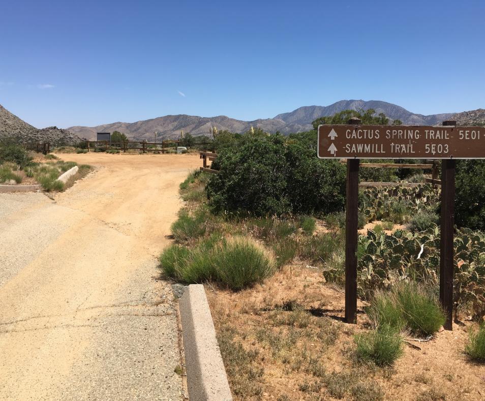 Cactus Spring to the Springs