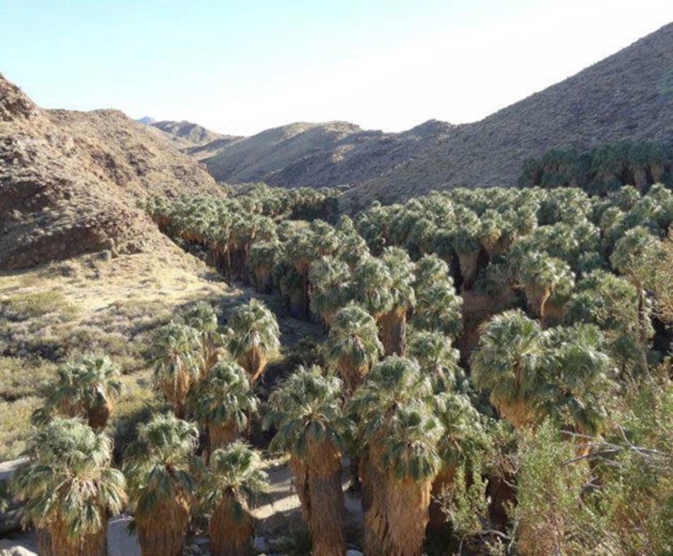 Agua Caliente Band of Cahuilla Indians