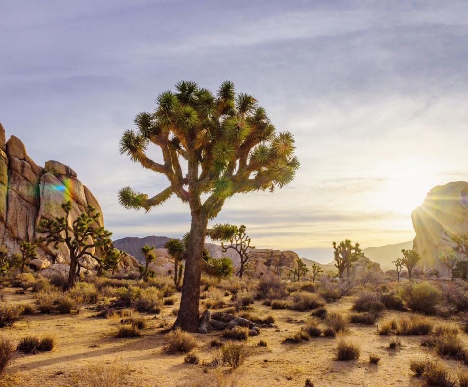 Joshua Tree National Park