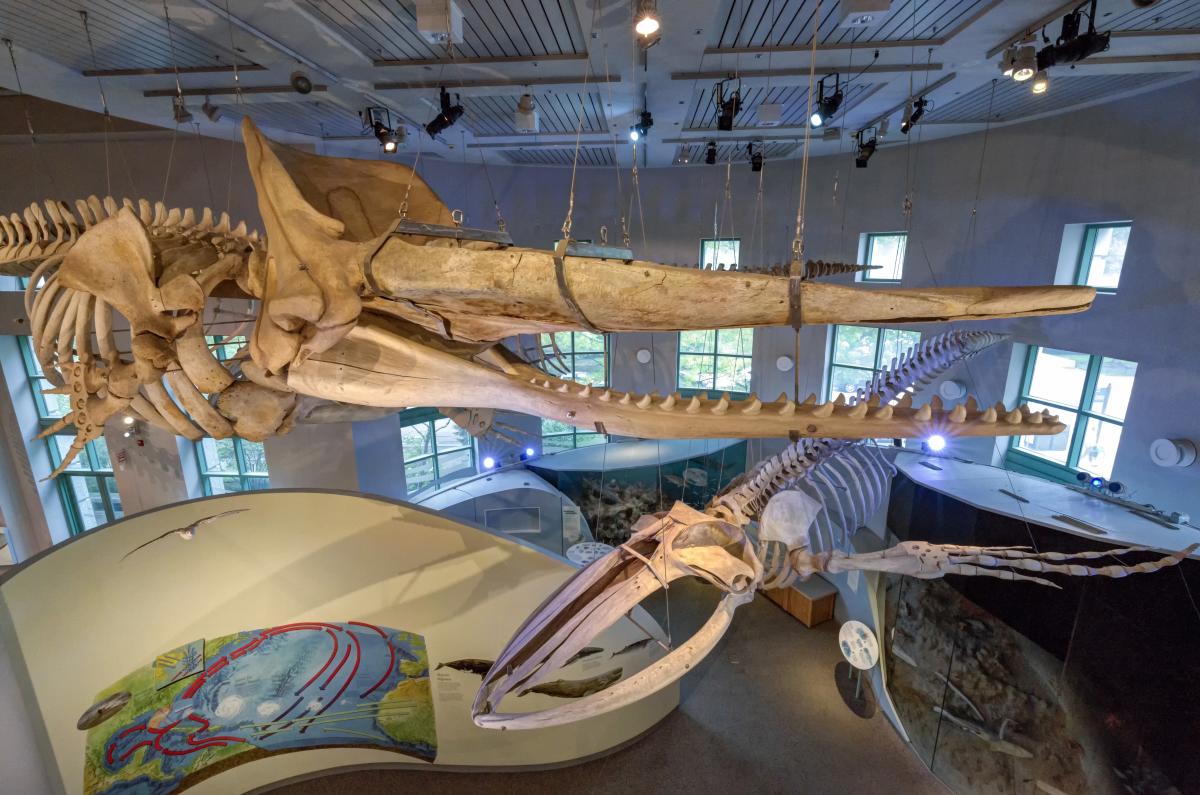 North Carolina Museum of Natural Sciences in Raleigh, N.C. - Visit Raleigh