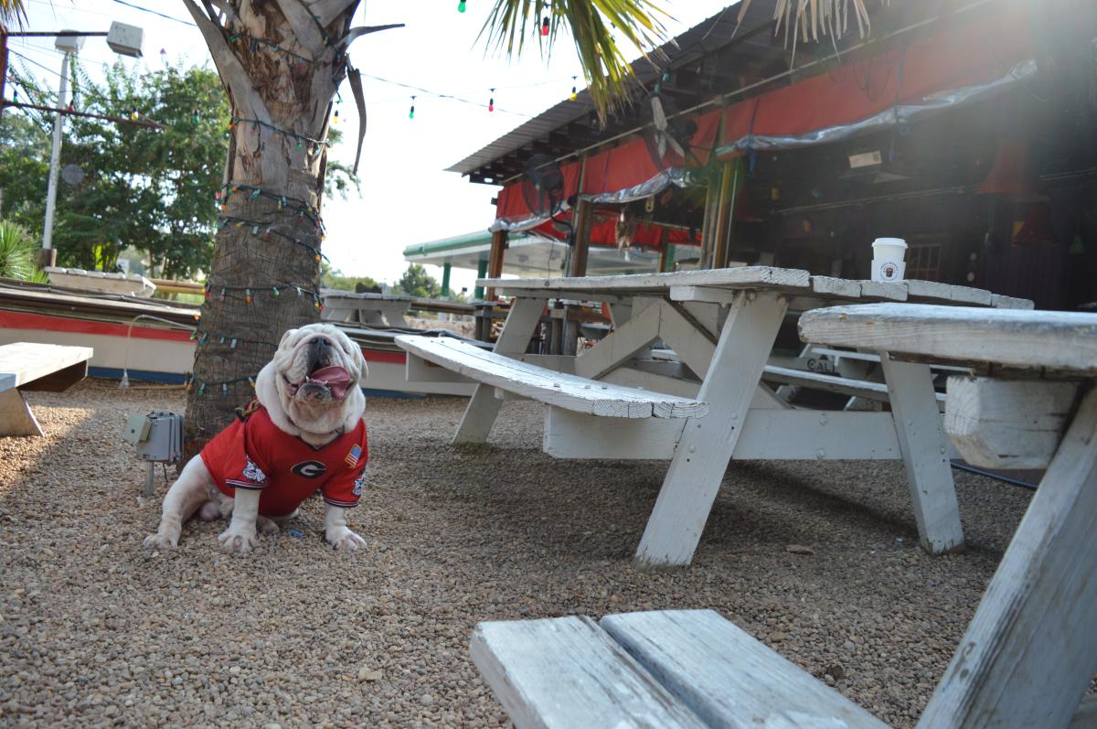 Top 5 Dog-Friendly Restaurants in Athens, GA | Patios & Bars